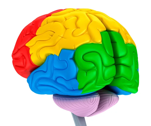 Brain lobes in different colors isolated on white . Medical accurate 3D ...