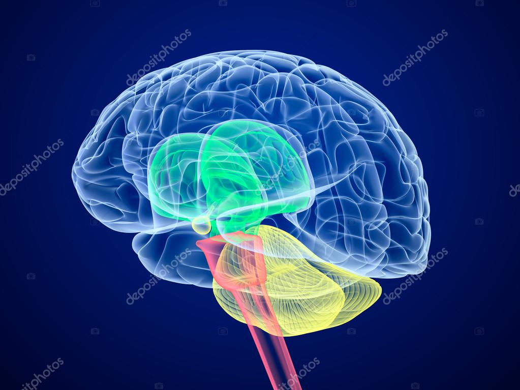 Brain lobes in different colors. X-Ray view. Stock Photo by ©Alexmit ...