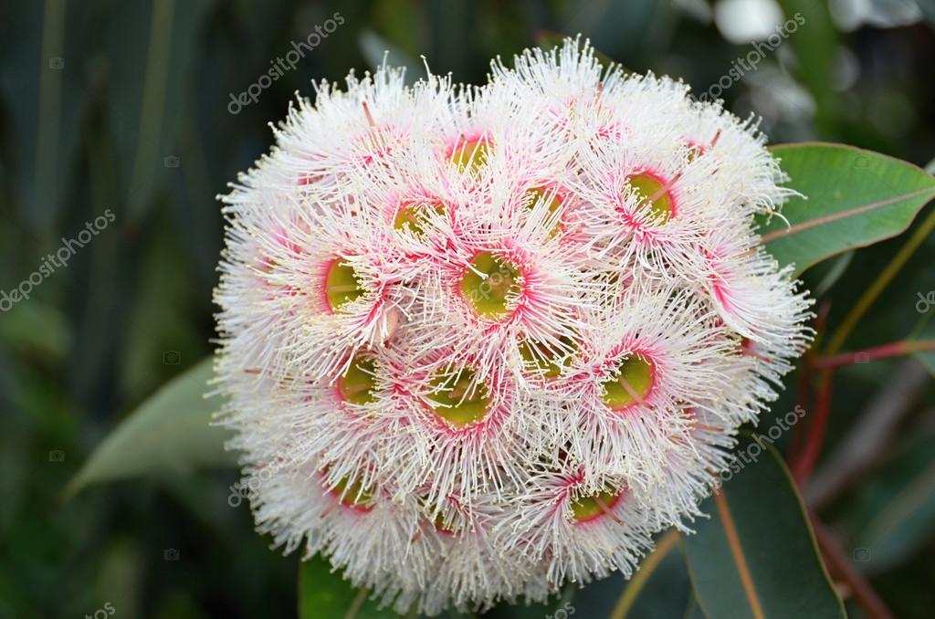 Gum Tree Eucalyptus Flowers