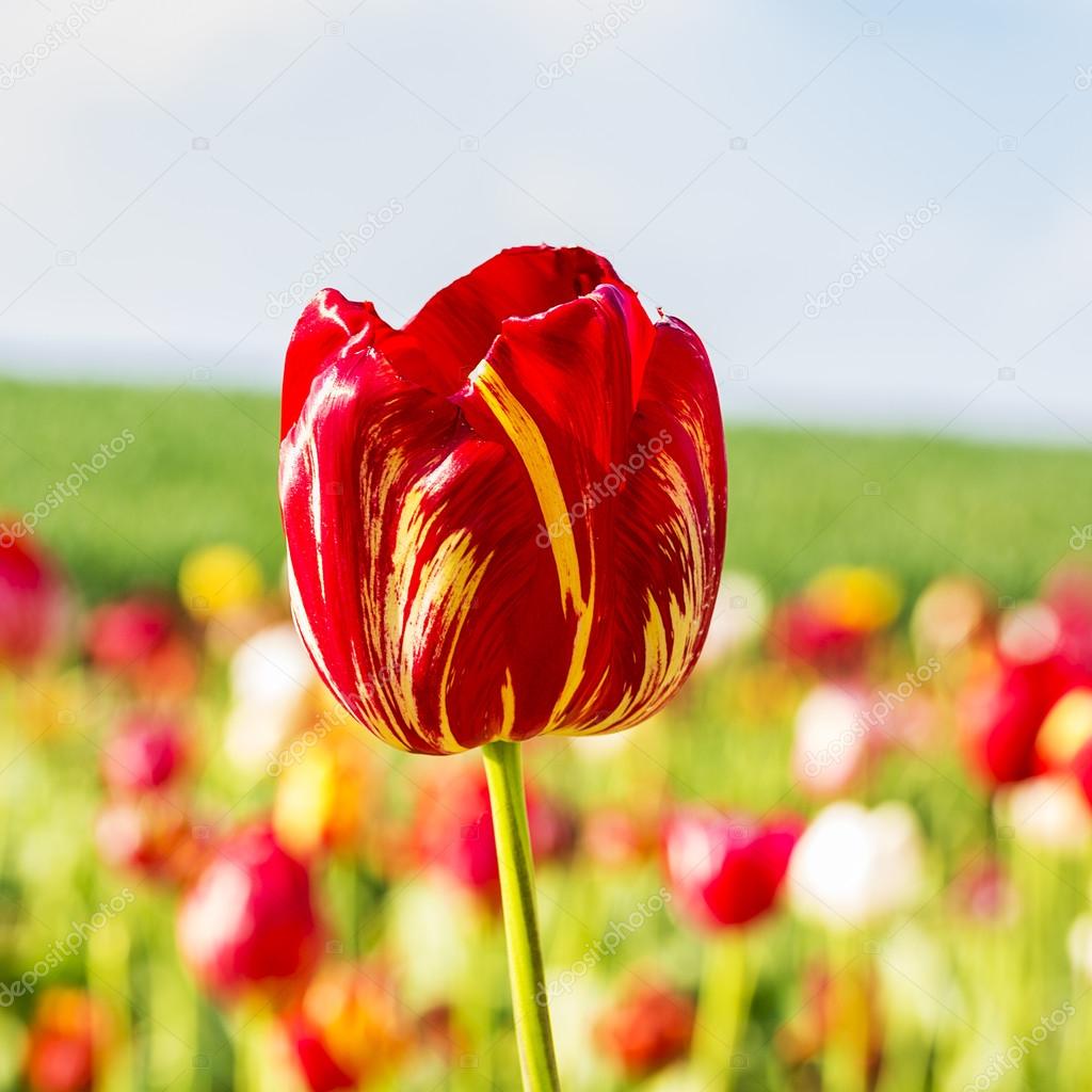 Tulipes rouges sur le terrain — Photographie rclassenlayouts © #57394923
