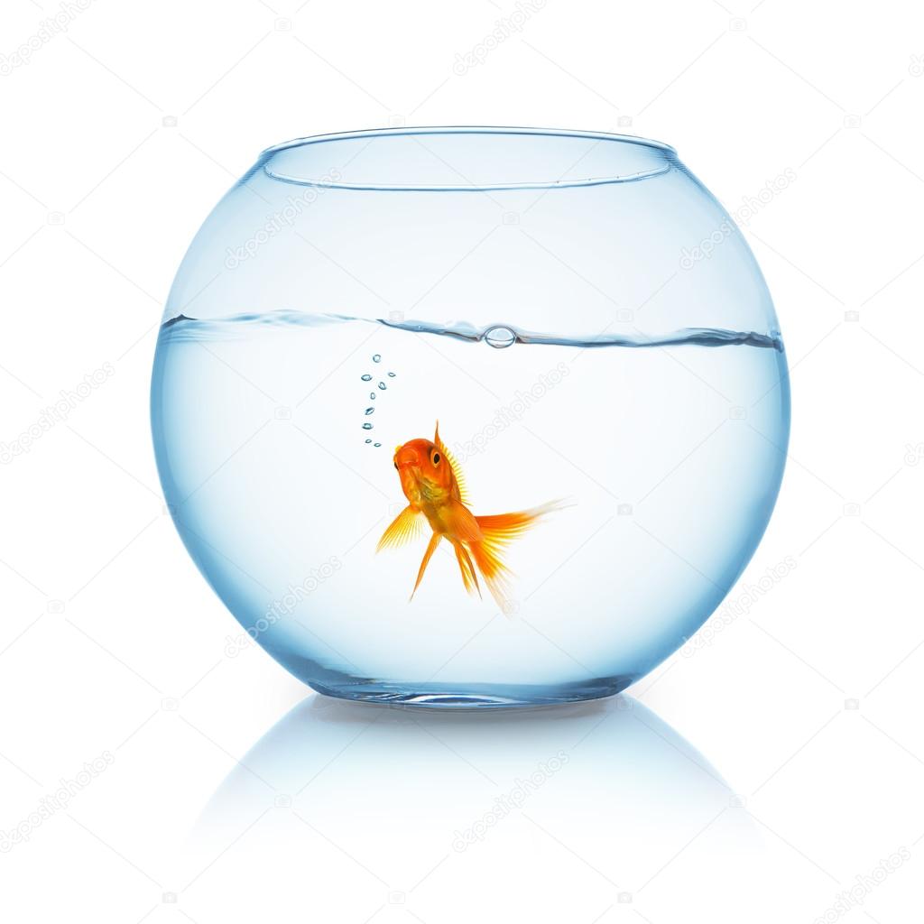 Goldfish with air bubbles in a fishbowl Stock Photo by ©rclassenlayouts ...