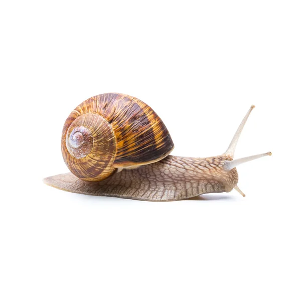 ᐈ A snail shell stock pictures, Royalty Free snail shell photos ...