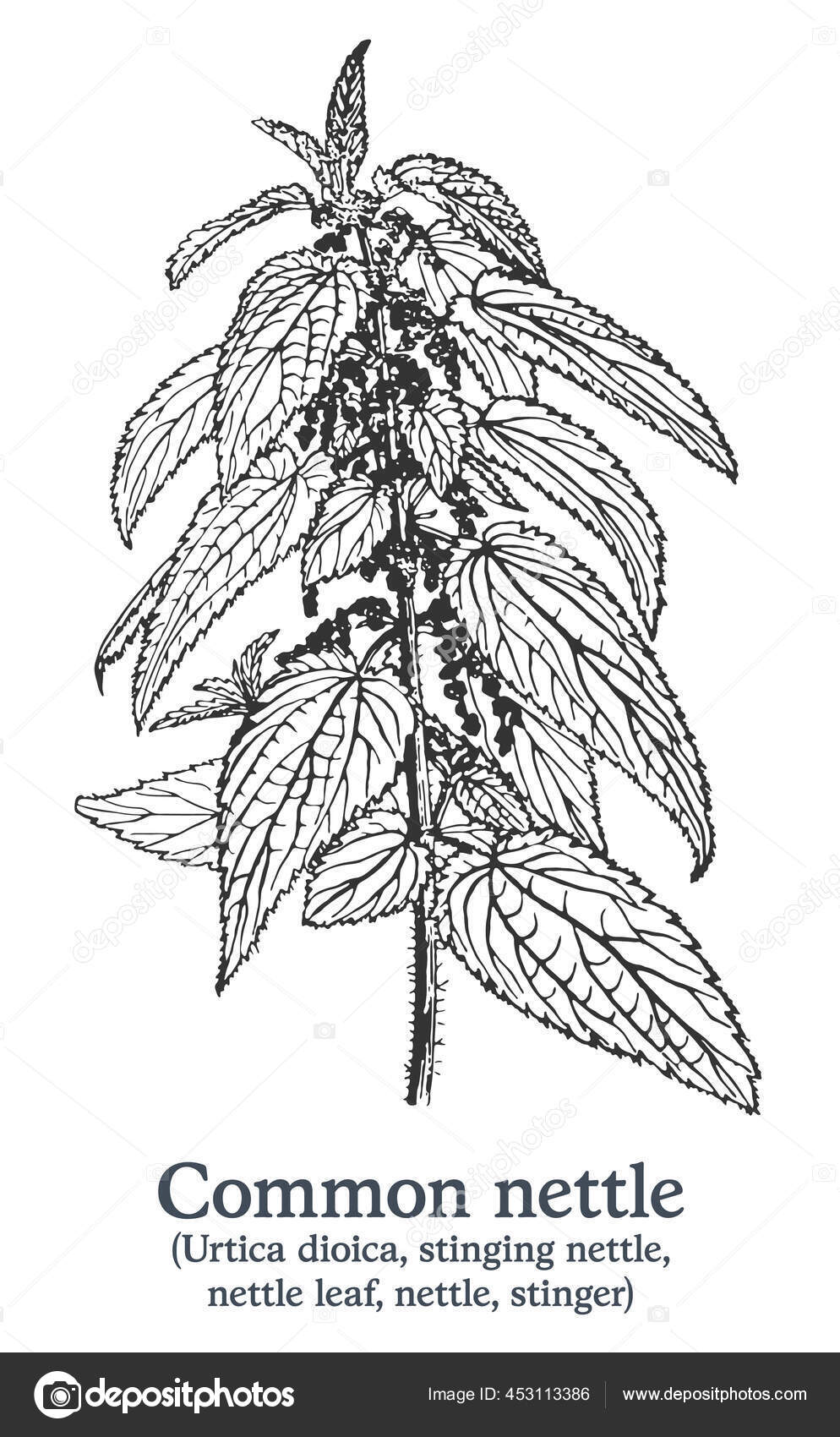 Stinging Nettle Drawing