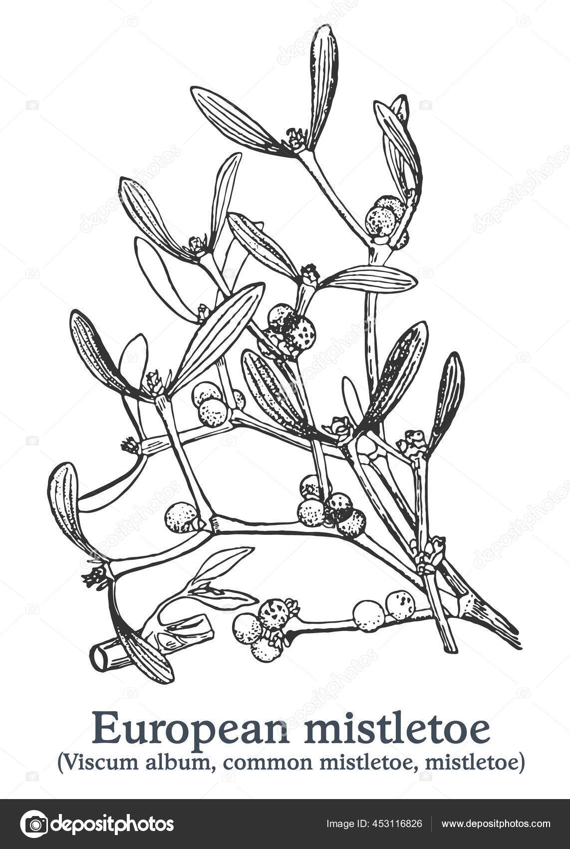 Mistletoe Botanical Illustration