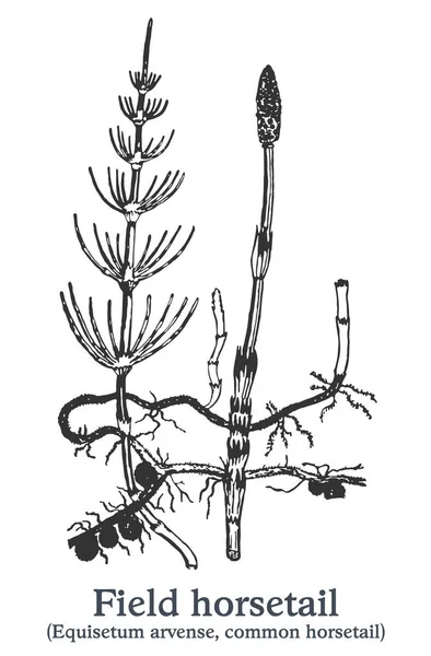 Horsetail Equisetum Labeled
