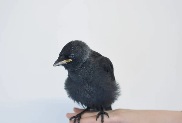 Cuervo bebé fotos de stock, imágenes de Cuervo bebé sin royalties ...