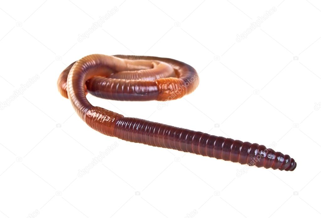 Earth worms isolated on white background Stock Photo by ©domnitsky.yar ...
