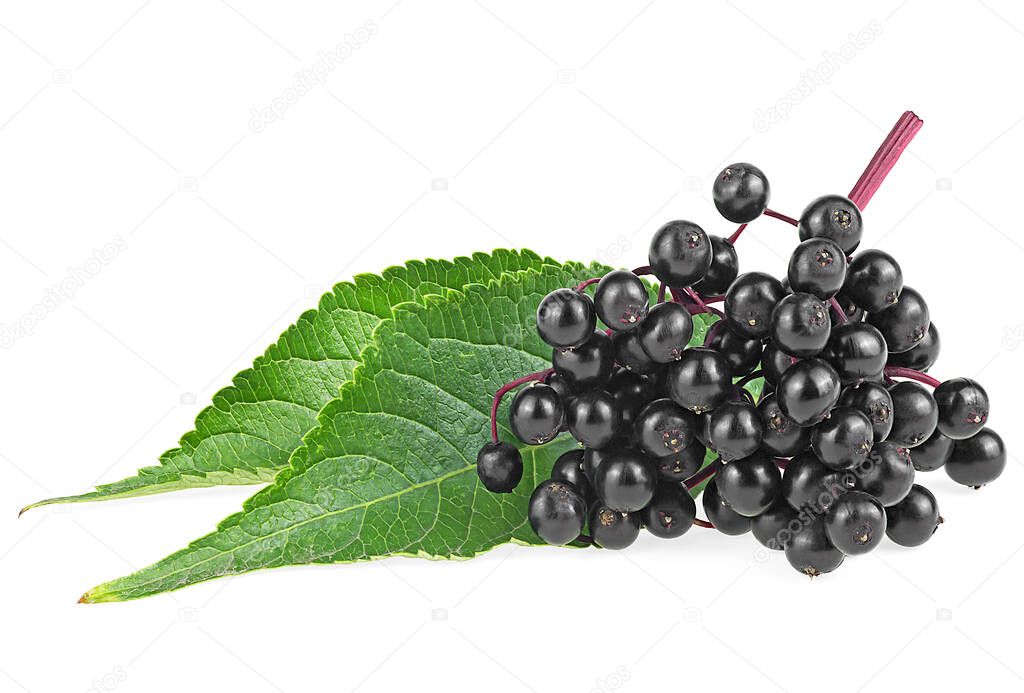 Rama de saúco negro con hojas verdes aisladas sobre un fondo blanco ...