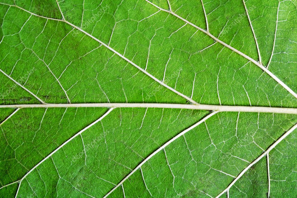 Pattern of growing leaf surface, can use as background Stock Photo by ...