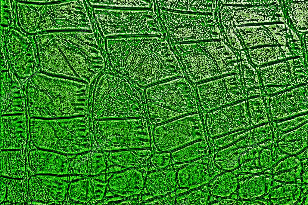 Green Alligator Skin