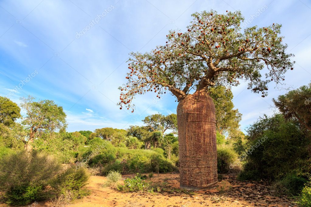 Baobab tree with fruit and leaves in an African landscape Stock Photo ...