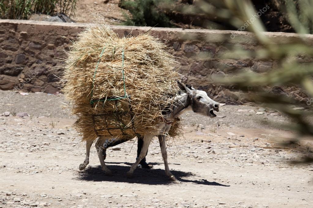 Donkey carrying straw - Draa Valley - Morocco - North Africa Stock ...