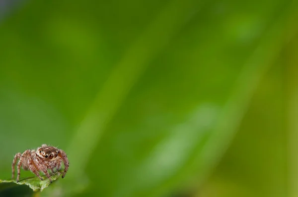 Common garden spider Stock Photos, Royalty Free Common garden spider ...