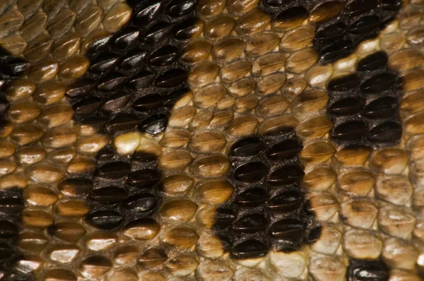 Boa constrictor snake skin Stock Photos, Royalty Free Boa constrictor ...