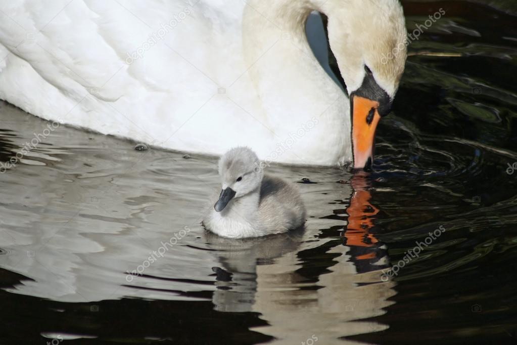 Beautiful Mute Swan with her 3 day old baby cygnet — Stock Photo ...