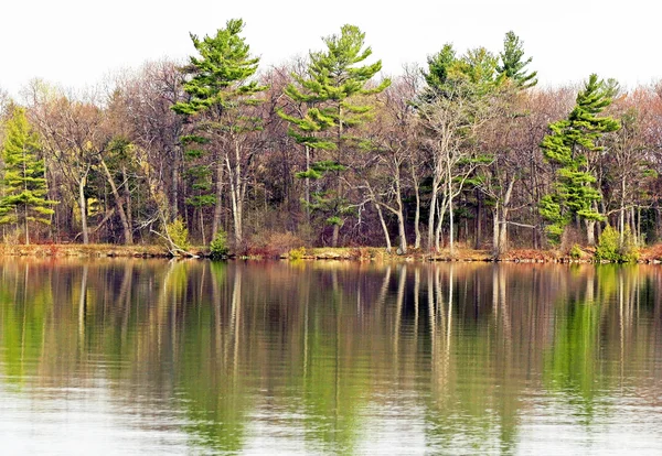 Beautiful tall Evergreen trees reflected in Lake waters in Springtime ...