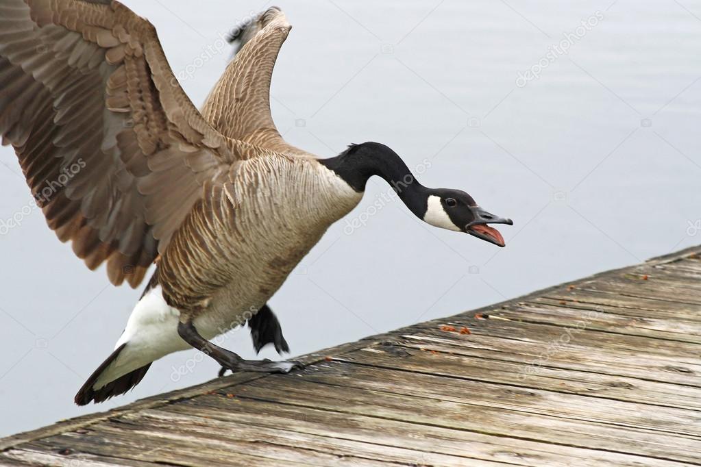 Canada Goose Landing
