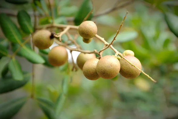 Longan varieties Stock Photos, Royalty Free Longan varieties Images ...