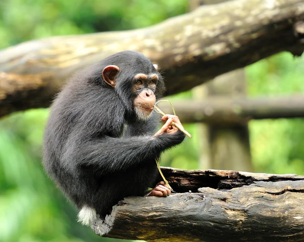 Cute chimpanzee Stock Photos, Royalty Free Cute chimpanzee Images ...