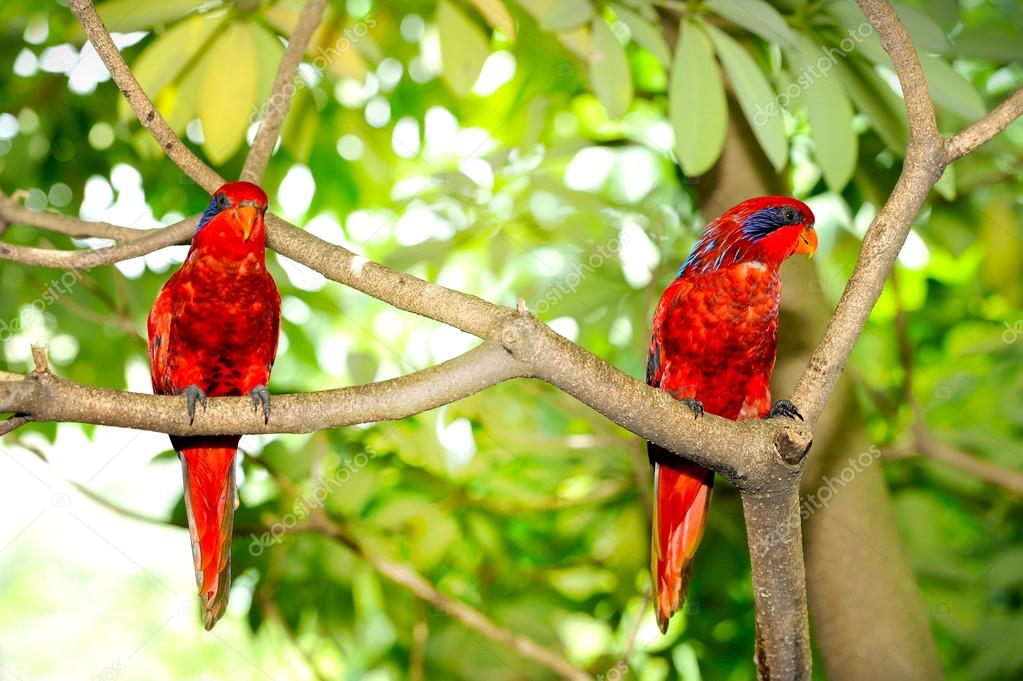 Hermoso Lori de rayas azules (Eos reticulata) 2024