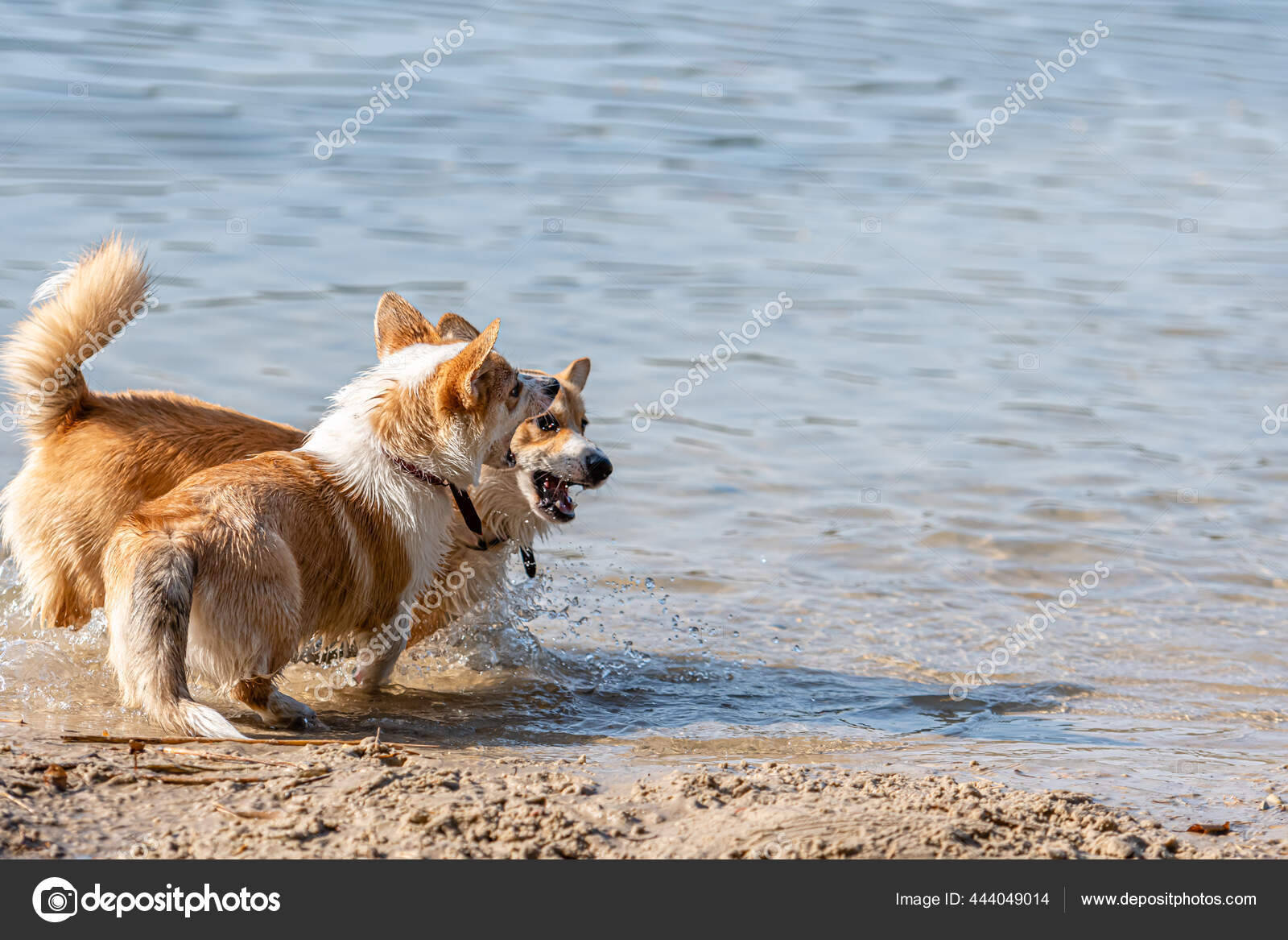 Corgi Jumping Into Water