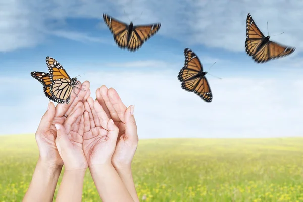 Releasing butterfly Stock Photos, Royalty Free Releasing butterfly ...