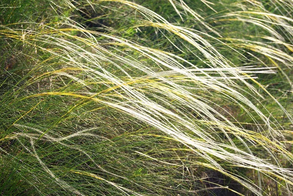 Stipa sp Stock Photos, Royalty Free Stipa sp Images | Depositphotos