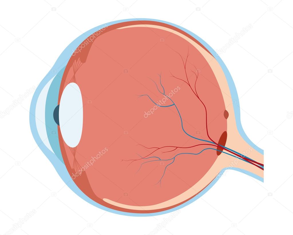 Human eye schema Stock Vector Image by ©Ginko #85145746