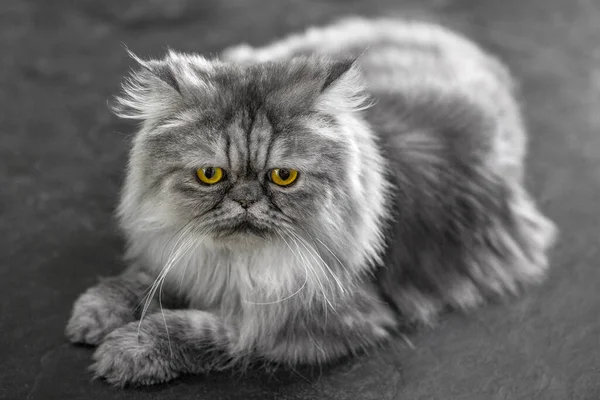 Big fat persian cat Stock Photo by ©shmeljov 14986447