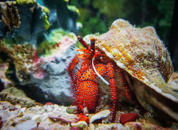 Beautiful crab Stock Photos, Royalty Free Beautiful crab Images ...