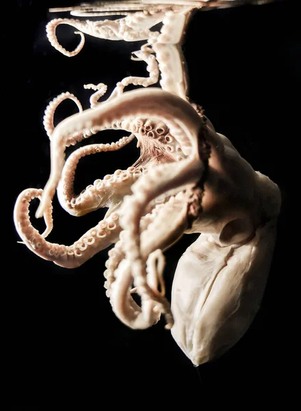 Octopus tentacles Stock Photos, Royalty Free Octopus tentacles Images ...