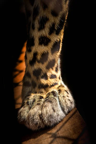 Leopard spots Stock Photos, Royalty Free Leopard spots Images ...