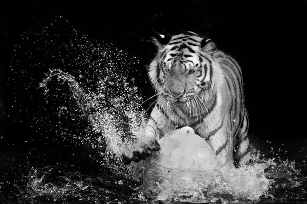 Tiger playing Stock Photos, Royalty Free Tiger playing Images ...