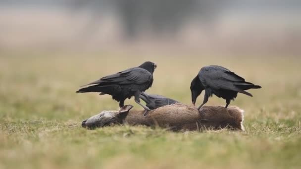 6,433 Crow Videos, Royalty-free Stock Crow Footage | Depositphotos