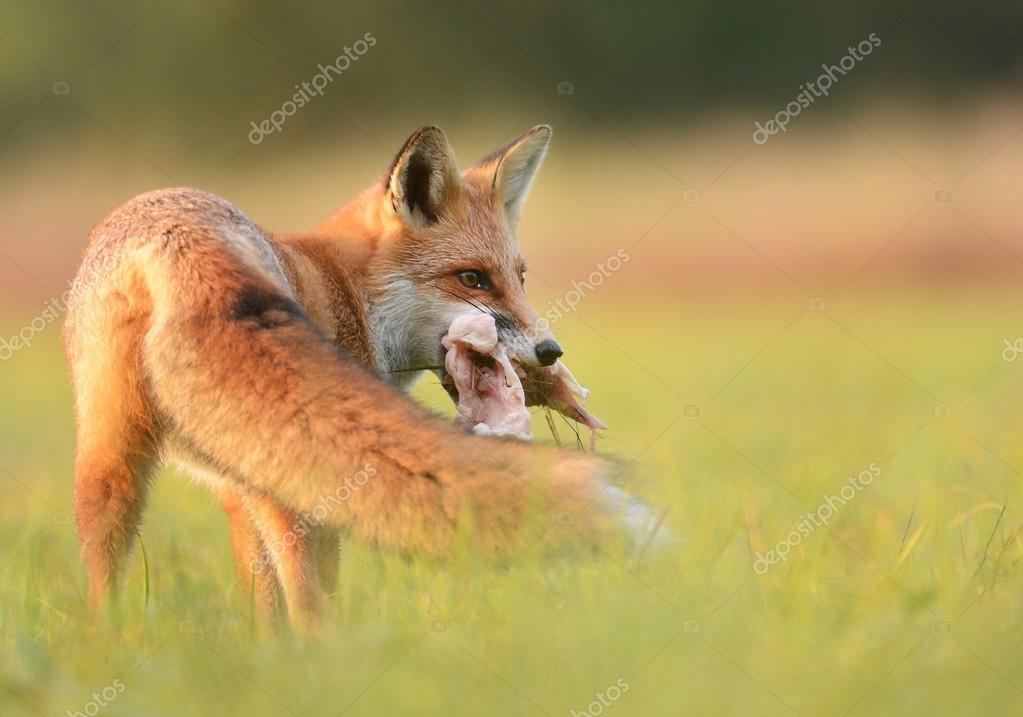 Fox eating meat — Stock Photo © kwasny222 #63656291