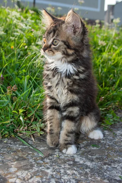 Brown Tabby Kitten Outside