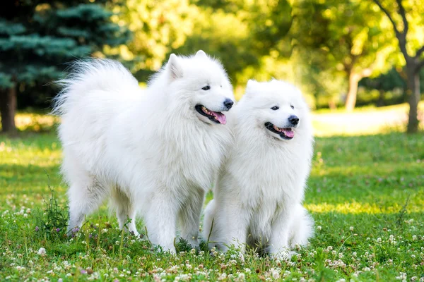 Samoyed dog Stock Photo by ©tristana 1251959