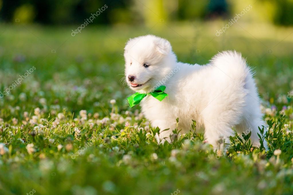 Four Samoyed puppy outdoors in summer — Stock Photo © Lakschmi #116575692