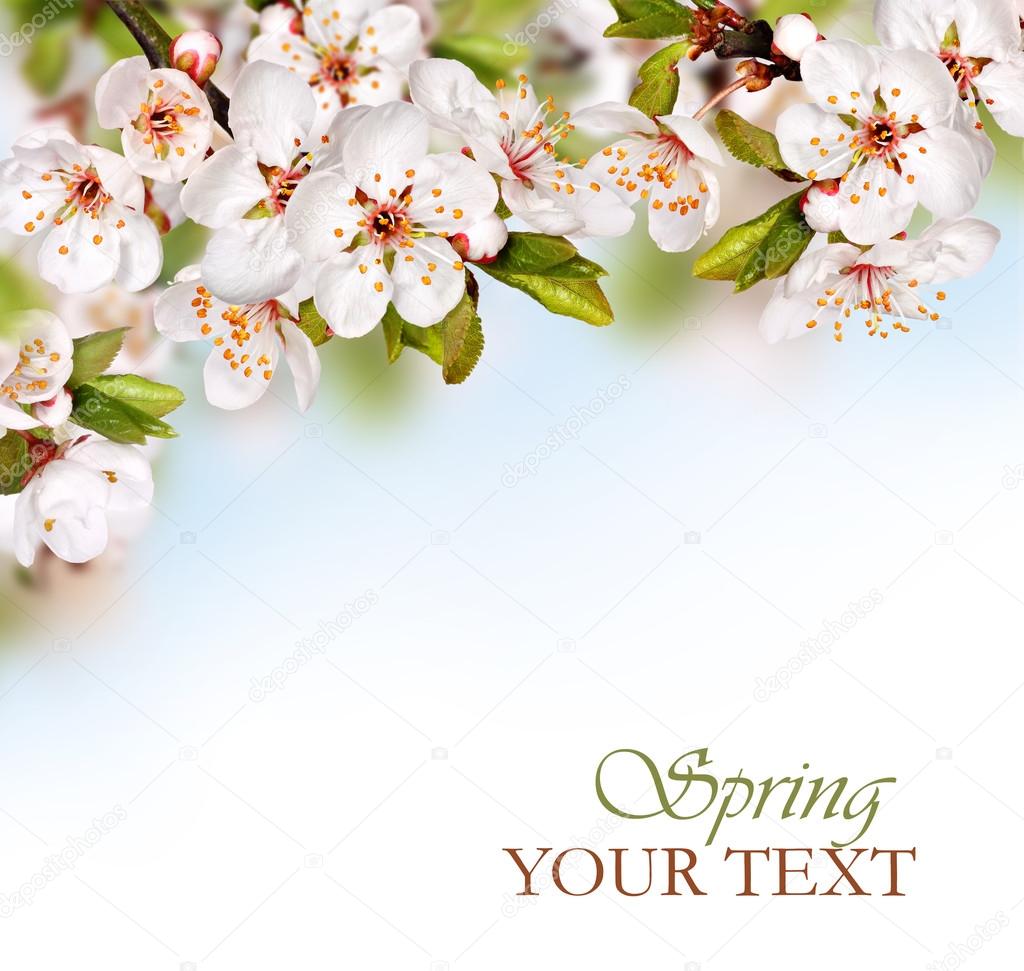 Spring flowers with white blossom — Stock Photo © Pics4ads #66937141