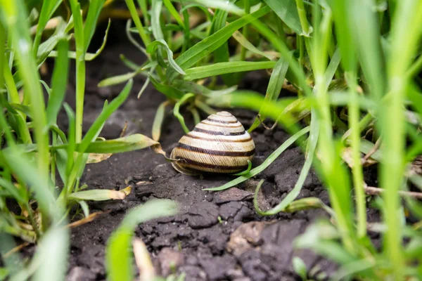 Csiga a fűben Stock fotók, Csiga a fűben Jogdíjmentes képek | Depositphotos