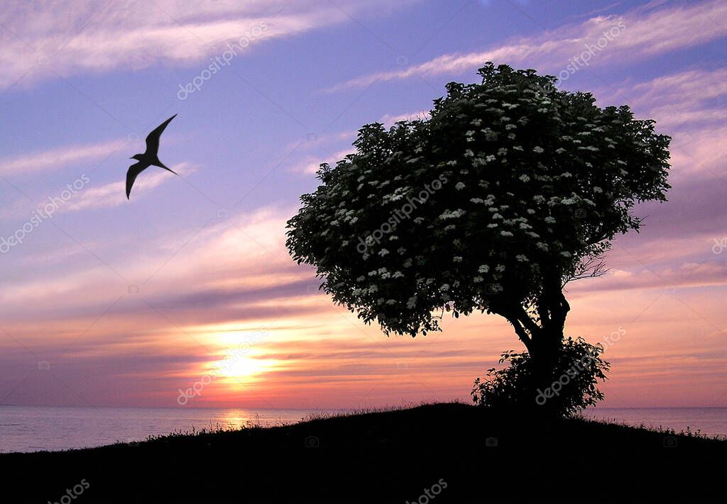 Árbol de la tranquilidad. Silencio en la noche de verano como un árbol ...