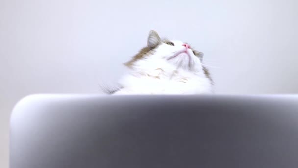 13,300 Whisker Videos, Royalty-free Stock Whisker Footage | Depositphotos