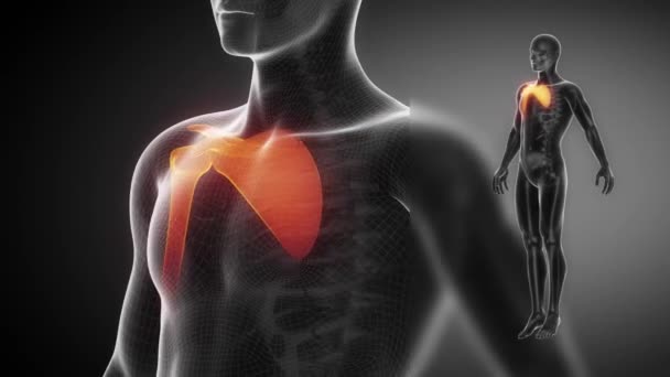 28 Köprücük kemiği anatomisi Vídeos, Filmagens de Stock sem royalties ...