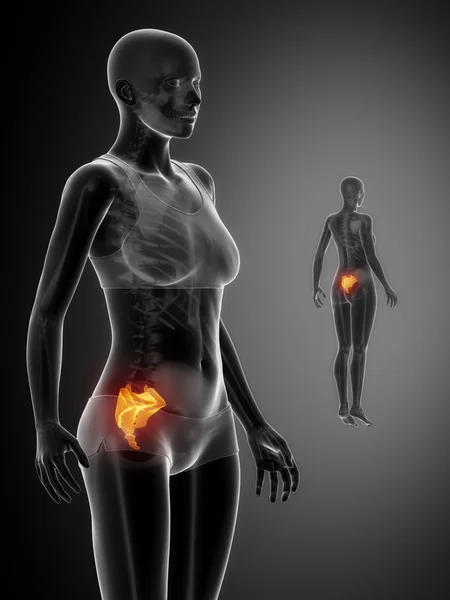 SACRUM x--ray bone scan - Stock Image - Everypixel