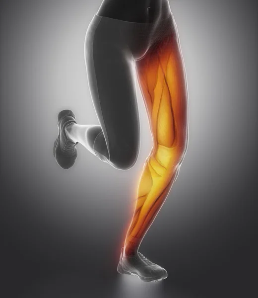 Running woman with Leg's muscle anatomy - Stock Image - Everypixel