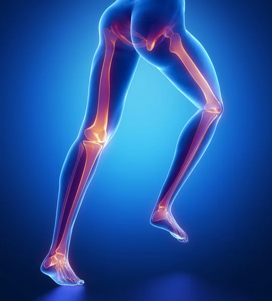 Leg bones anatomy - Stock Image - Everypixel