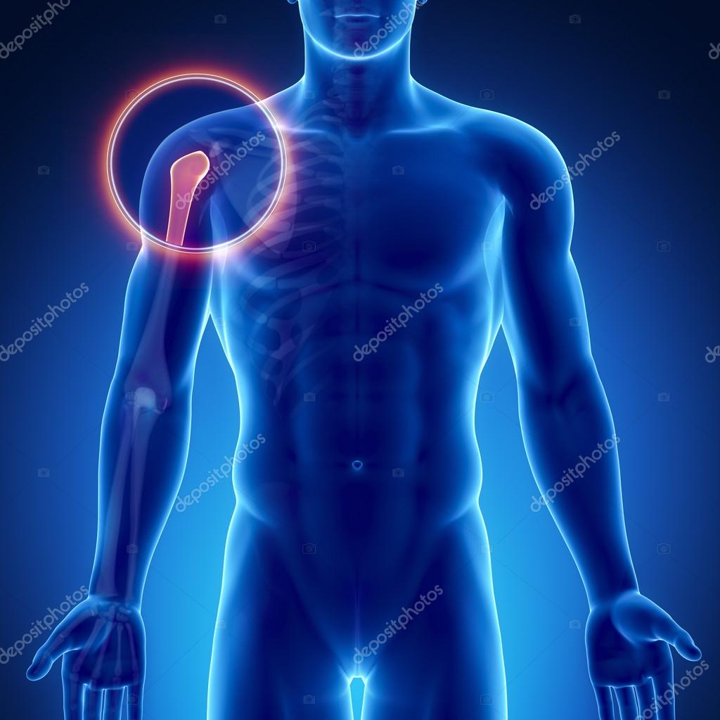 Male bone anatomy Stock Photo by ©CLIPAREA 74136379