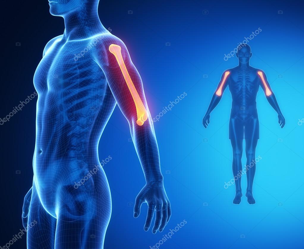 Huesos HUMEROS anatomía — Foto de stock #74136601 © CLIPAREA