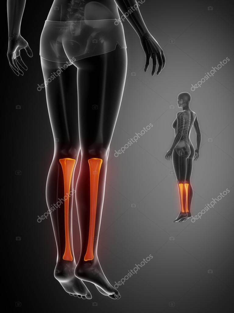 Anatomía de Tibia exploración médica 2024