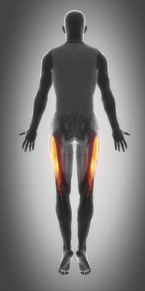 Muscles anatomy map — Stock Photo © CLIPAREA #88087072